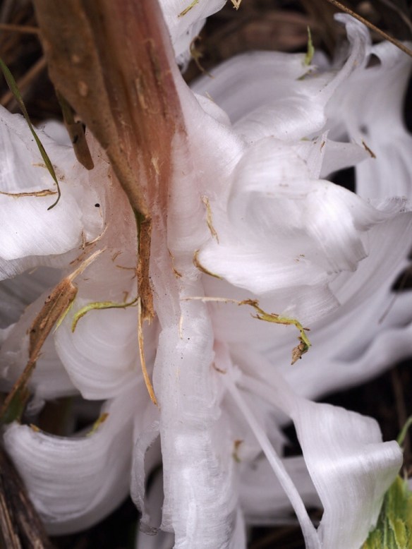 Frozen Flora – the Season of the Frost Flower | the eff stop