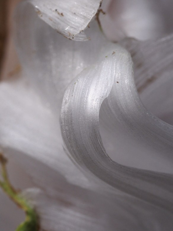 Frozen Flora – the Season of the Frost Flower | the eff stop