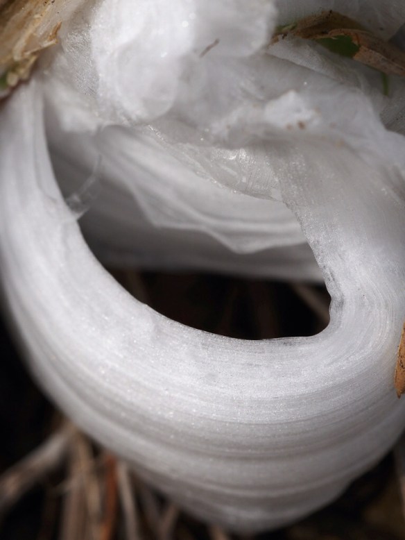 Frozen Flora – the Season of the Frost Flower | the eff stop